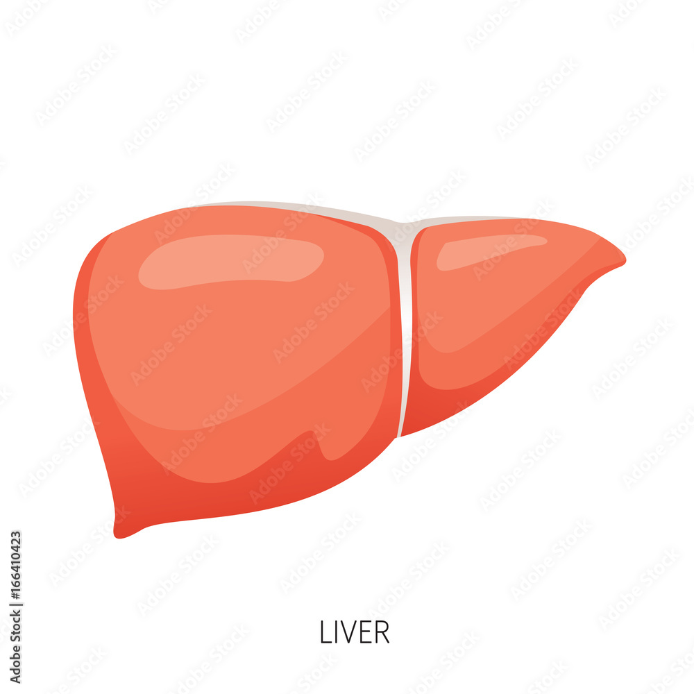Liver, Human Internal Organ Diagram, Physiology, Structure, Medical ...