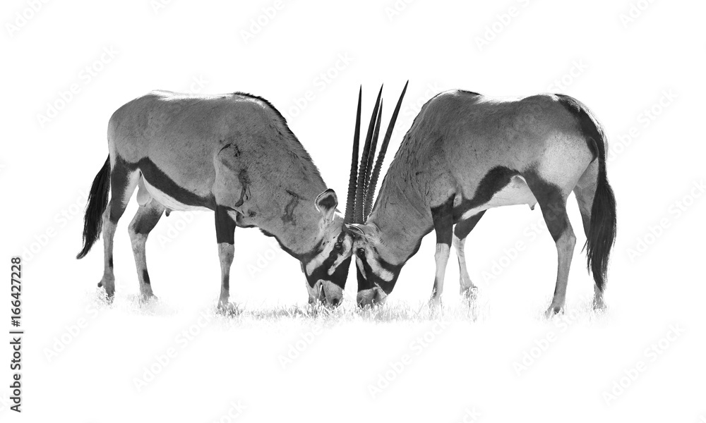 Gemsbok Fighting