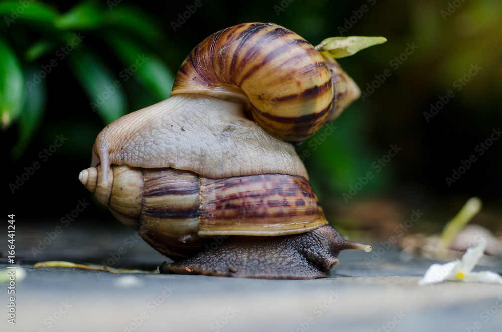 Snail couple. Snail love analogy.Concept of love Stock Photo | Adobe Stock