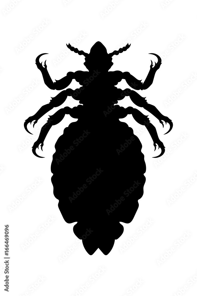 Laus, Kopflaus, Silhouette, Vektor Illustration Isoliert auf weißem Hintergrund Stock Vector ...