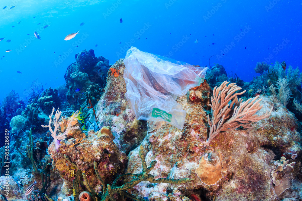 Polluted Coral Reefs