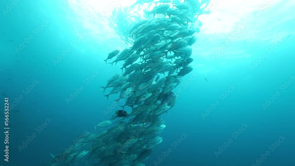 School of fish swim to surface, tilt up Stock Video | Adobe Stock