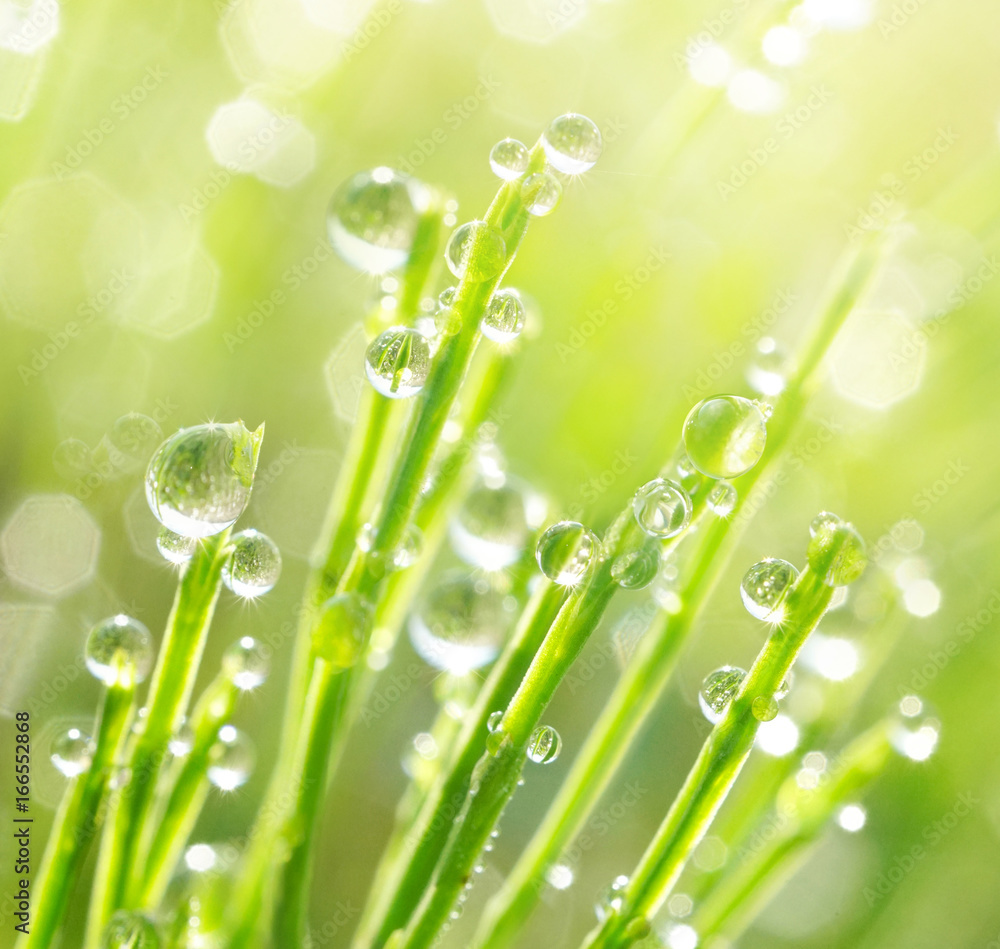 Grass With Dew Backgrounds