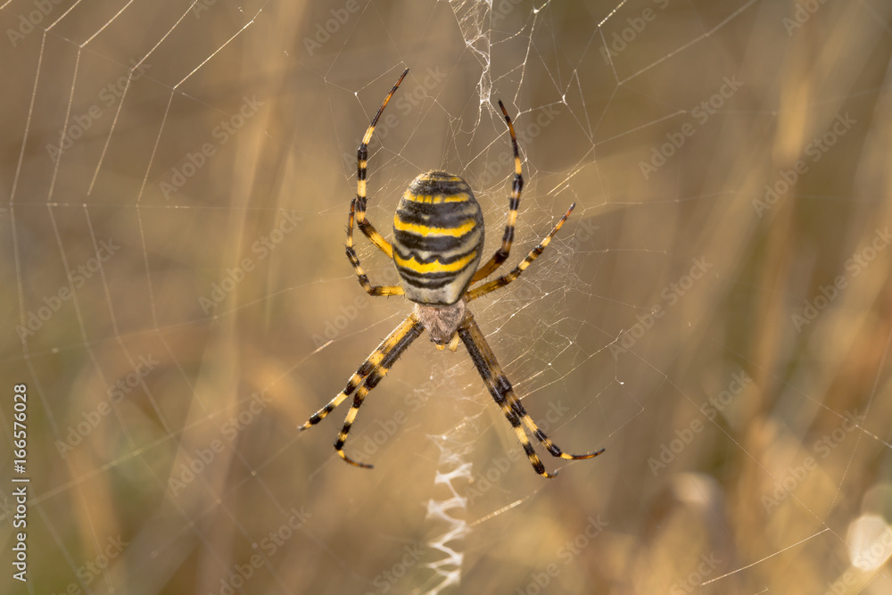 Wasp Spider Stock Photo | Adobe Stock