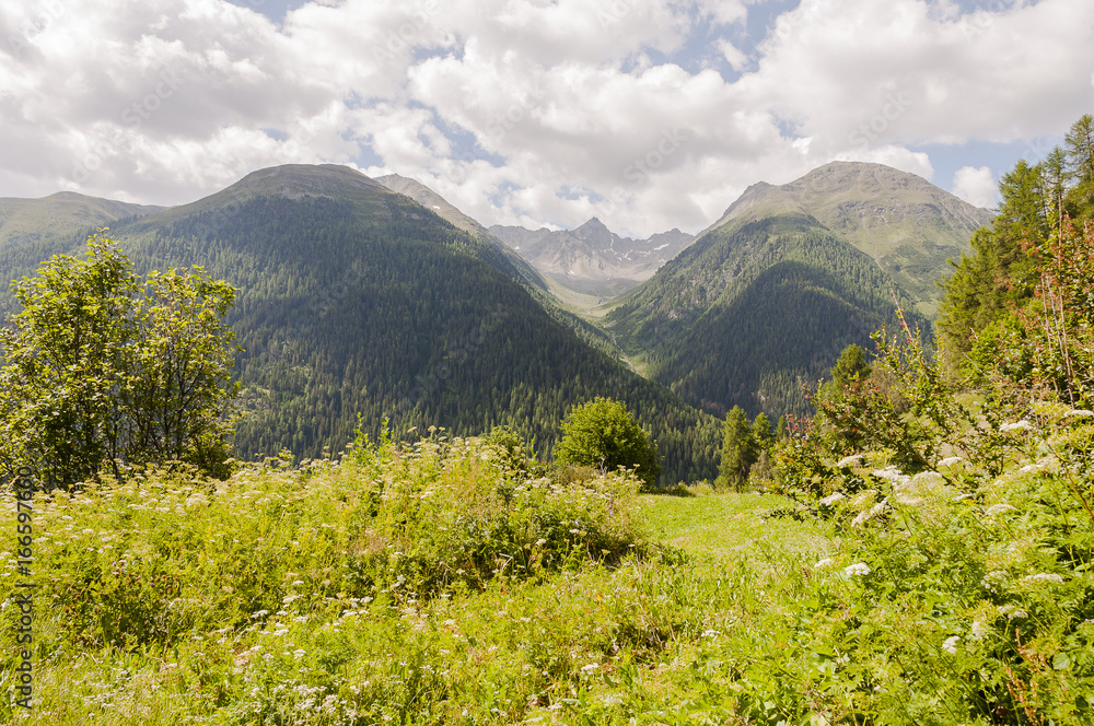 Ftan, Ardez, Scuol, Wanderweg, Wald, Bergwiese, Bergkräuter ...