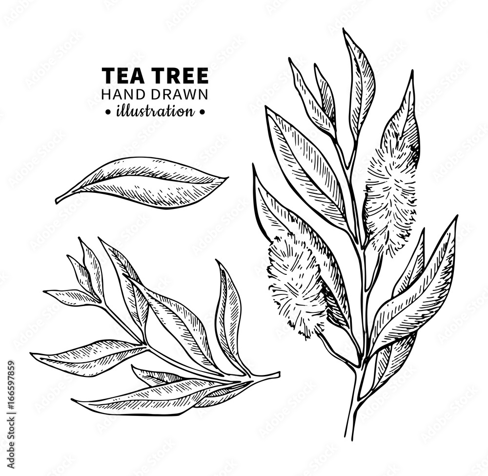 Tea tree vector drawing. Isolated vintage illustration of medical plant ...