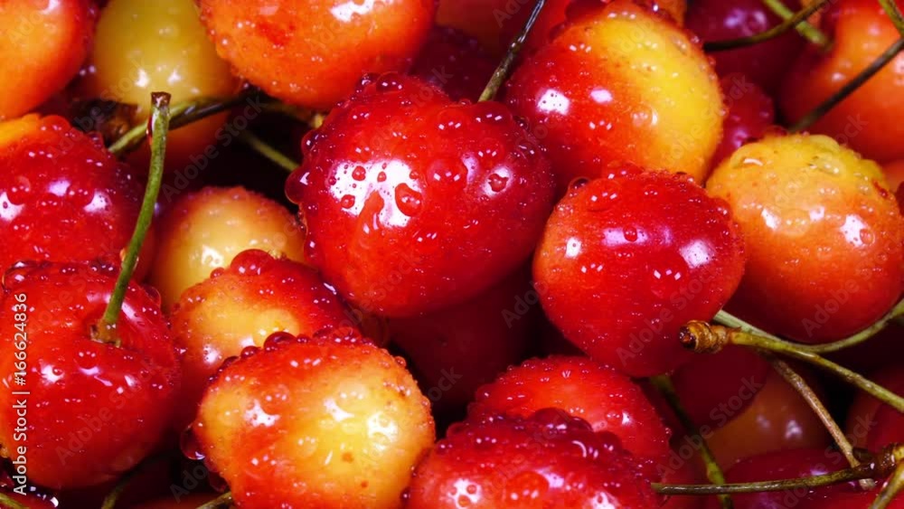 Excellent side view close up of red and yellow fresh sweet cherries ...