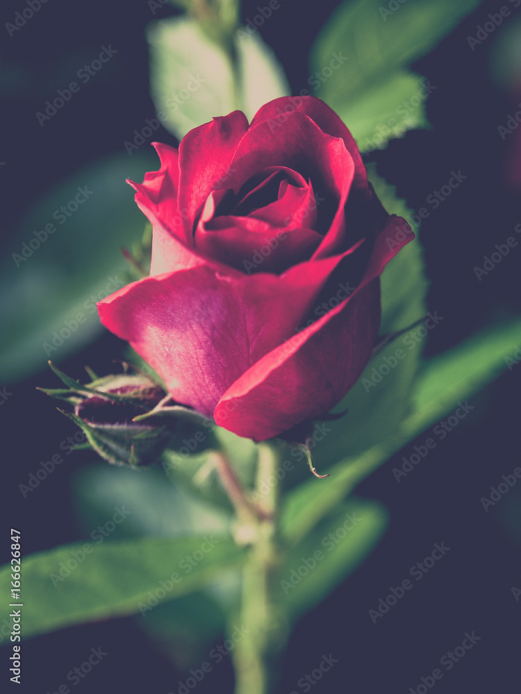 Beautiful red rose in the dark. Desaturated photography with haze. Side ...