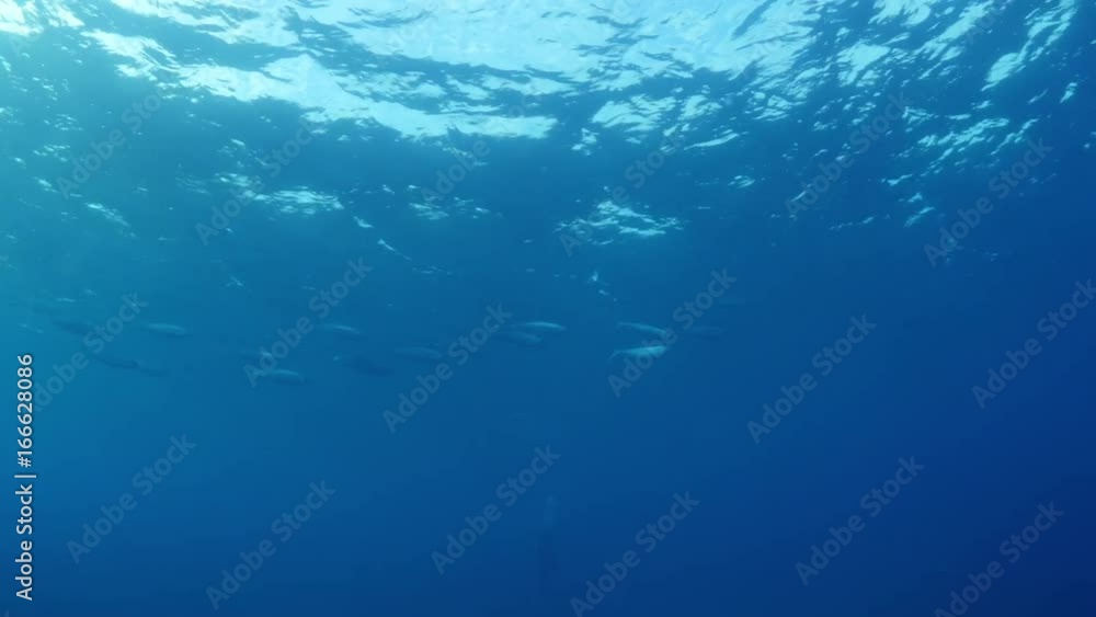 School of fish swim near surface of Indian Ocean, low angle Stock Video ...