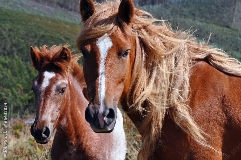 Galician Mountain Horses, Galicia Spain Stock Photo | Adobe Stock