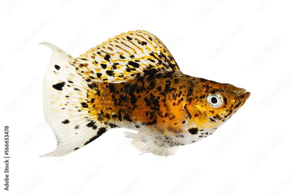 Dalmation Balloon Sailfin Molly Poecilia latipinna aquarium fish Stock ...