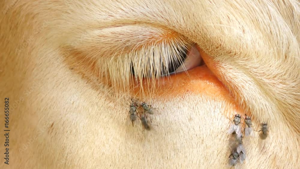 Detail of white cow eye with many annoying flies. Flies sit or run into ...