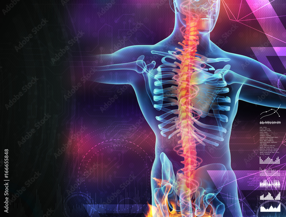 Skeleton of the man with the backbone Stock Illustration | Adobe Stock