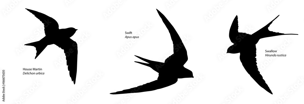 Poster House Martin, Swift and Swallow Recognition Silhouette – Wall ...