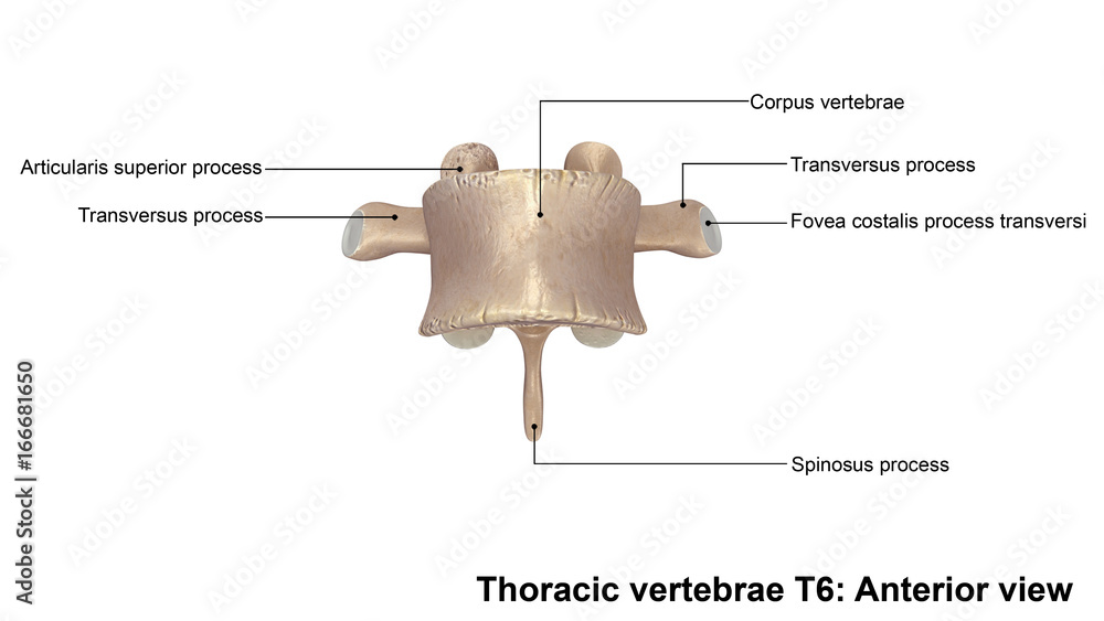 Thoracic vertebrae T6_Anterior view Stock Photo | Adobe Stock