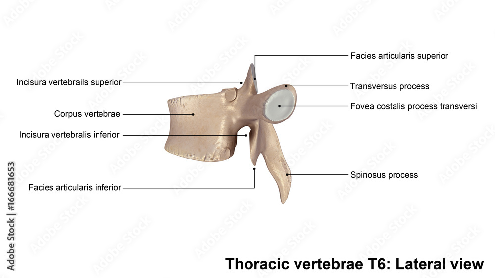 Thoracic vertebrae T6_Lateral view Stock Photo | Adobe Stock