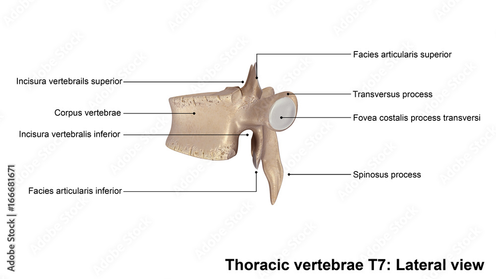 Thoracic vertebrae T7_Lateral view Stock Photo | Adobe Stock