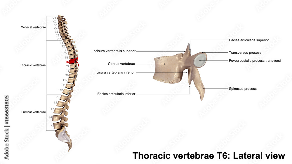 Thoracic vertebrae T6_Lateral view Stock Photo | Adobe Stock
