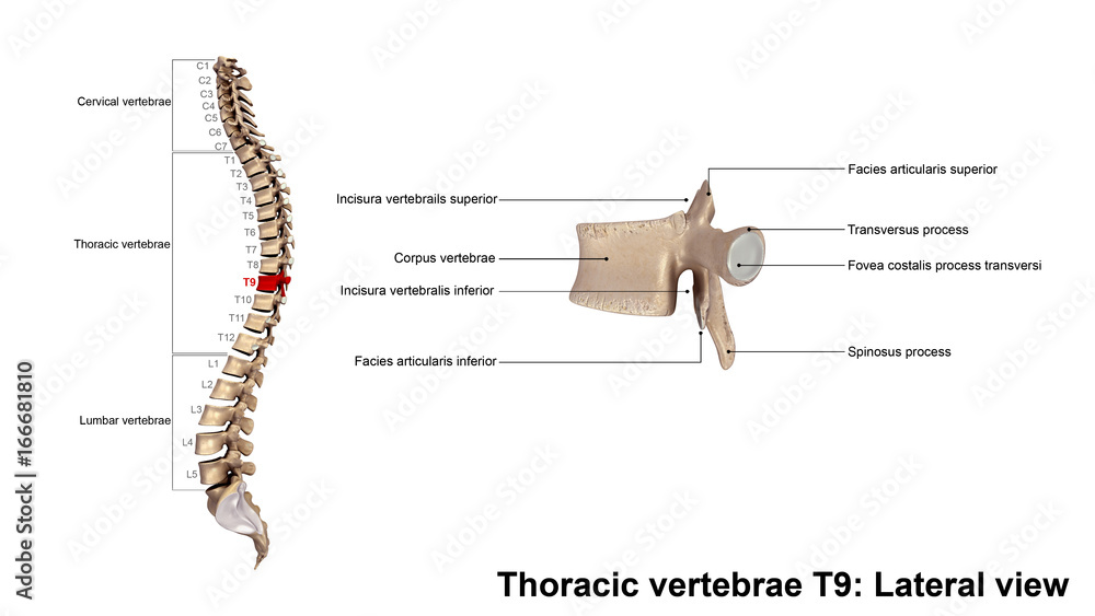 Thoracic vertebrae T9_Lateral view Stock Photo | Adobe Stock