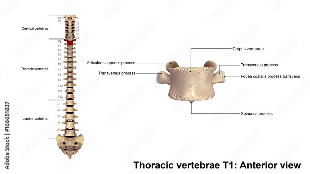 Thoracic vertebrae T1_Anterior view Stock Photo | Adobe Stock