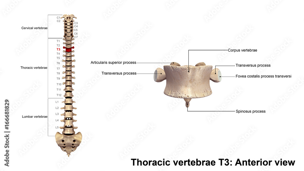 Thoracic vertebrae T3_Anterior view foto de Stock | Adobe Stock