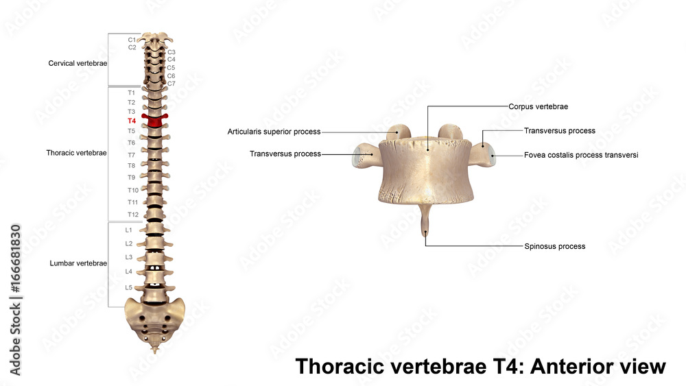 Thoracic vertebrae T4_Anterior view Stock Illustration | Adobe Stock