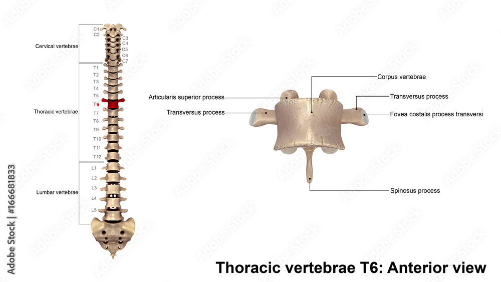 Thoracic vertebrae T6_Anterior view Stock Illustration | Adobe Stock