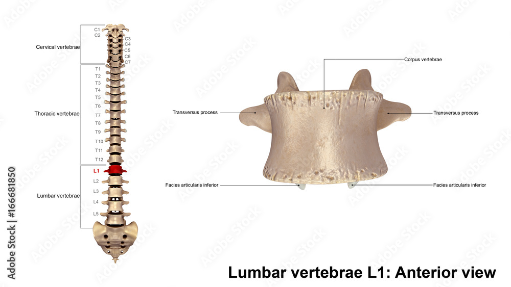 Lumbar vertebrae L1_Anterior view Stock Photo | Adobe Stock