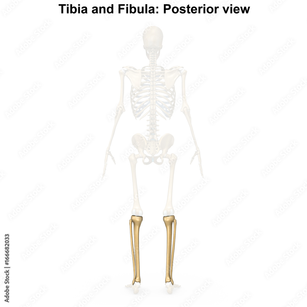 Tibia and Fibula_Posterior view Stock Illustration | Adobe Stock