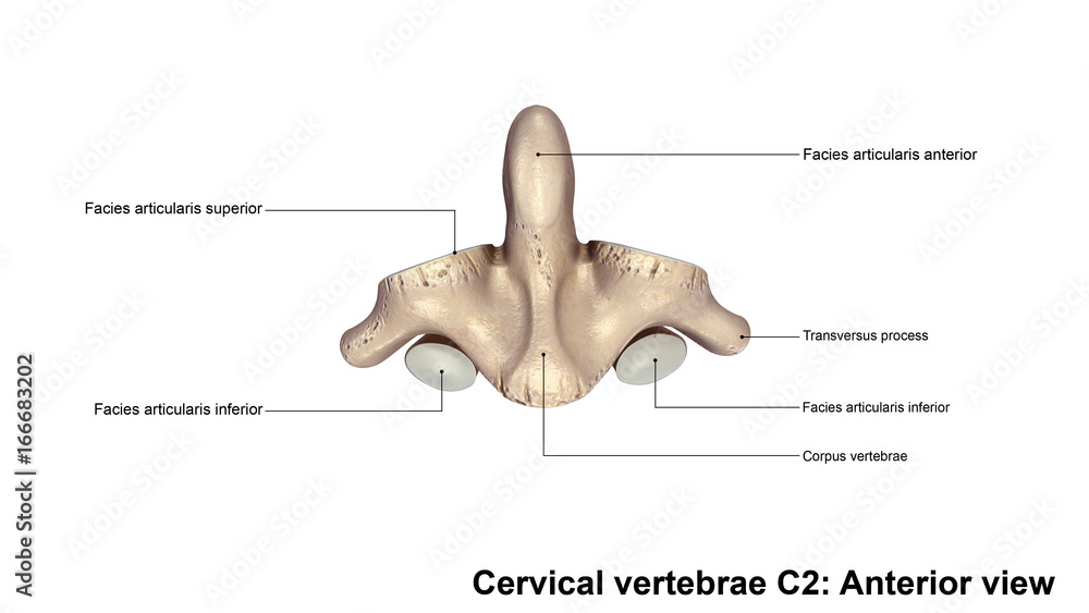 Cervical vertebrae C2_Anterior view Stock Photo | Adobe Stock
