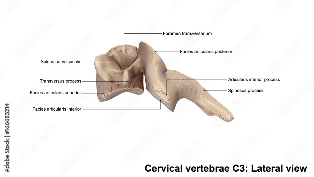 Cervical vertebrae C3_Anterior view Stock Photo | Adobe Stock