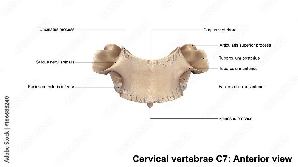 Cervical vertebrae C7_Anterior view Stock Photo | Adobe Stock