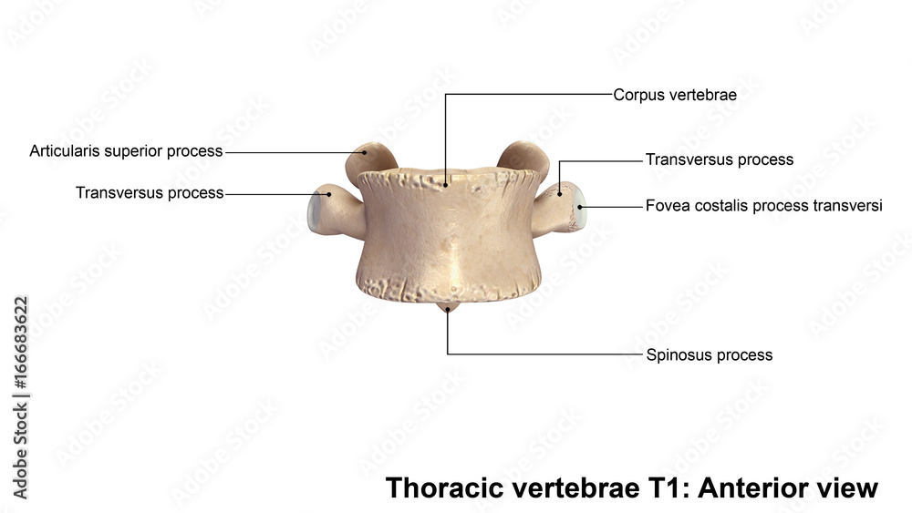 Thoracic vertebrae T1_Anterior view Stock Illustration | Adobe Stock