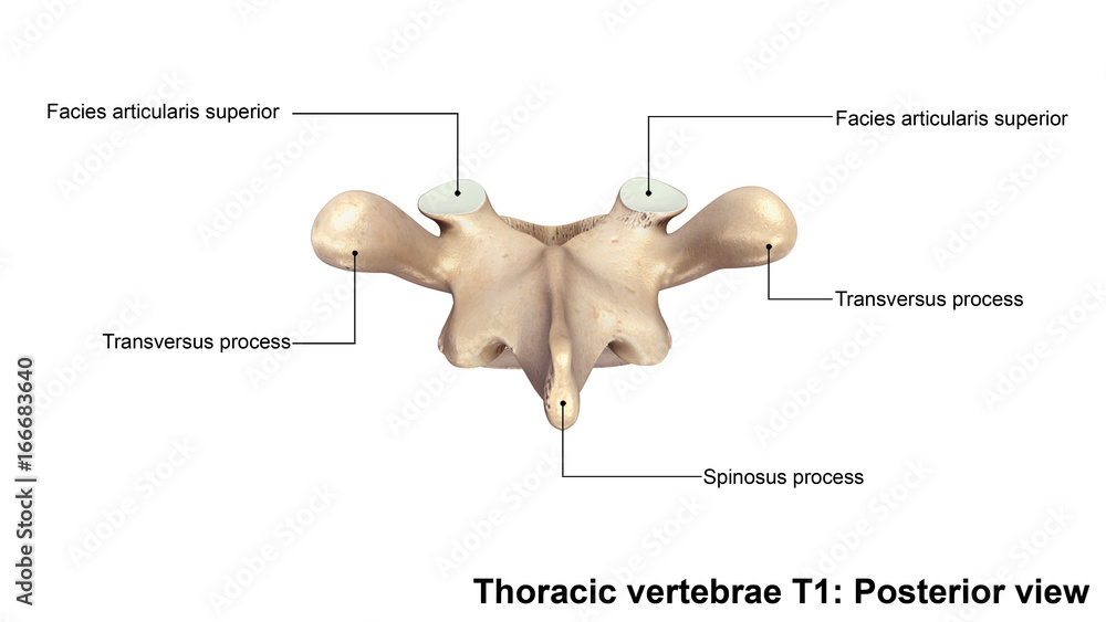 Thoracic vertebrae T1_Posterior view Stock Illustration | Adobe Stock