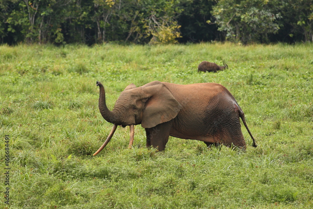 Tropical Dry Forest Elephants