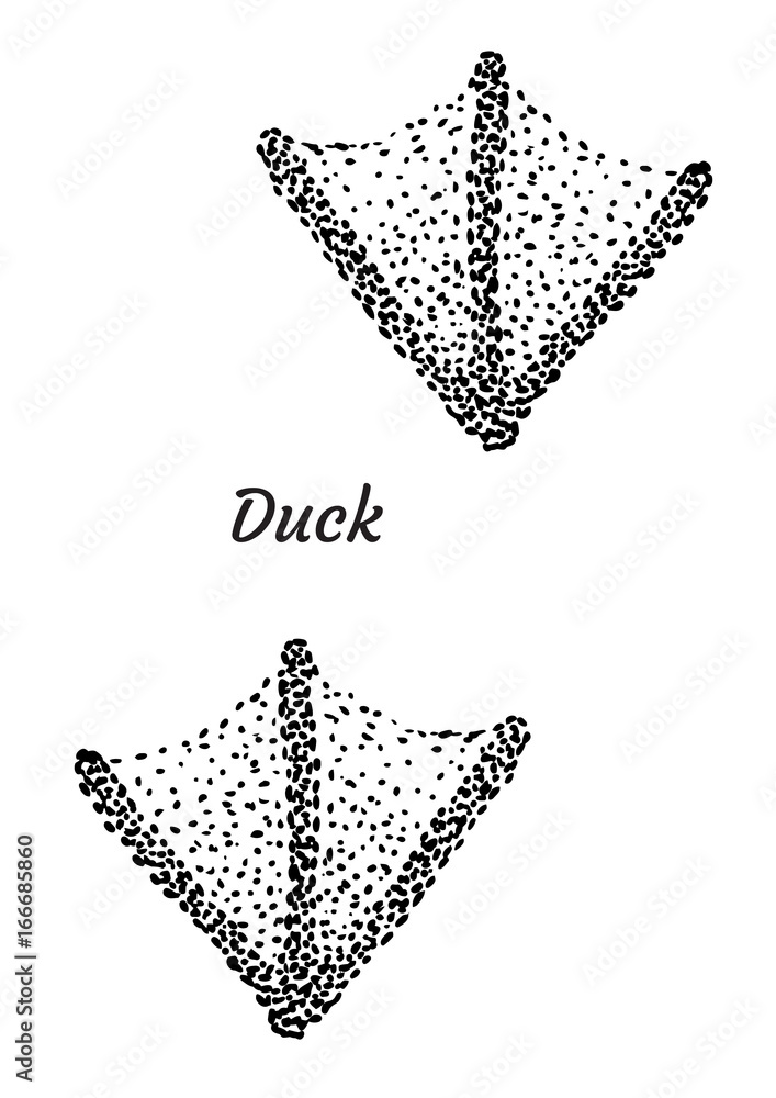 Duck footprint illustration, drawing, engraving, ink, line art, vector ...