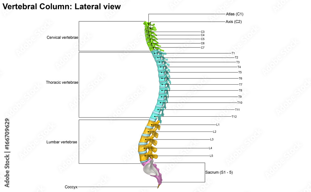 Skeleton_Vertebral Column_Lateral view Stock Photo | Adobe Stock