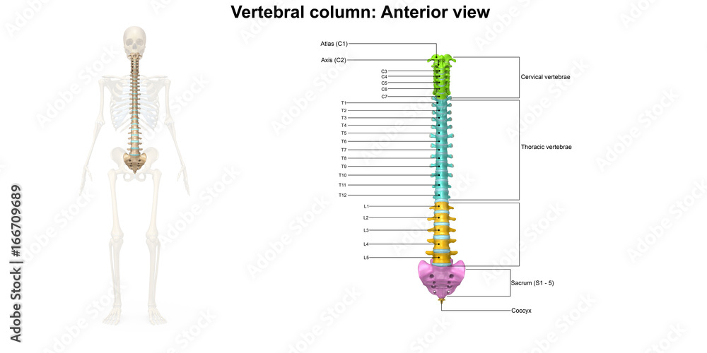 Vertebral Column_Anterior view Stock Illustration | Adobe Stock