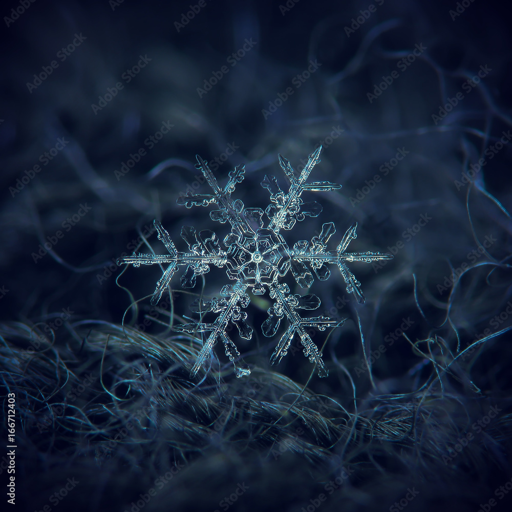 Real snowflake macro photo: large stellar dendrite snow crystal with ...
