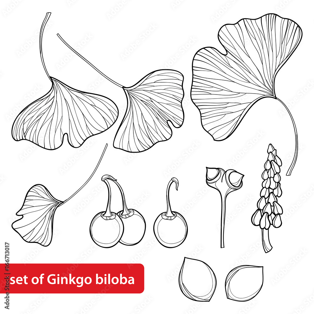 Vector set with outline Gingko or Ginkgo biloba tree. Leaf, fruit and ...