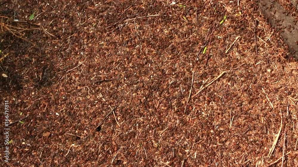 A multitude of ants moving on their footpaths overview. Slow sliding ...