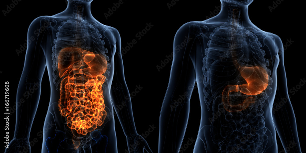 Human Digestive system Anatomy (Stomach) Stock Illustration | Adobe Stock