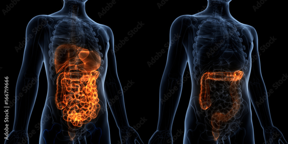 Human Digestive system Anatomy (Large Intestine) Stock Illustration ...