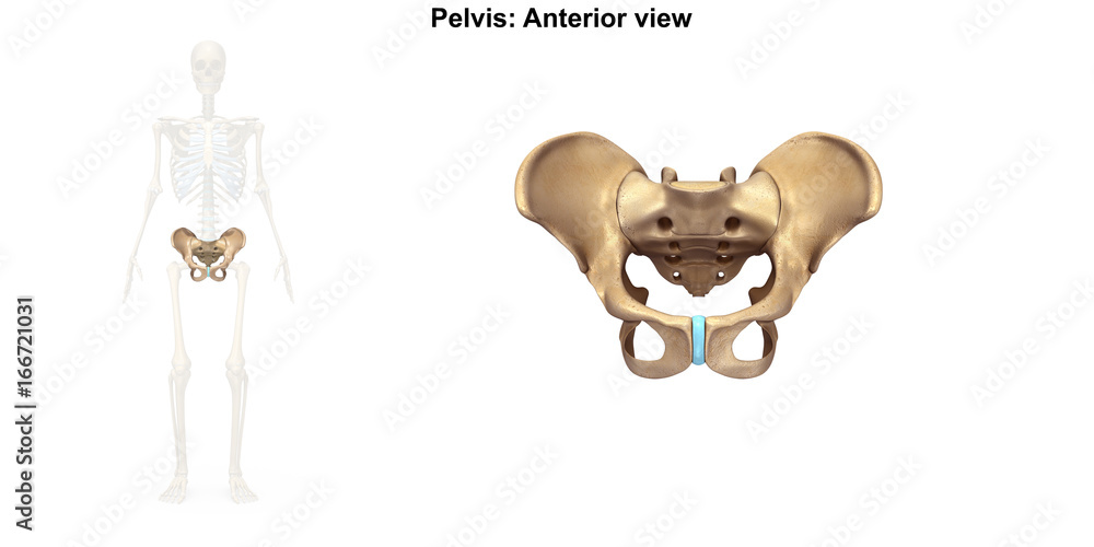 Skeleton_Pelvis_Anterior view Stock Illustration | Adobe Stock