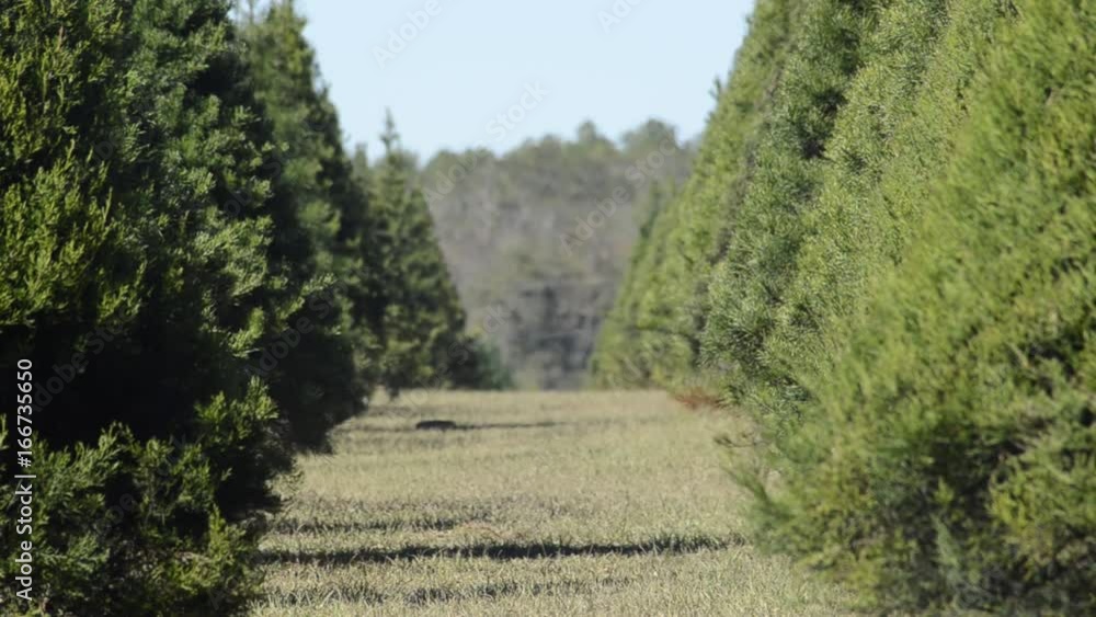 Long row of evergreen trees in tree farm Stock Video | Adobe Stock