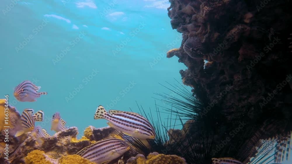Underwater Sweetlips Fish and A Diver. Picture of school sweetlips fish ...