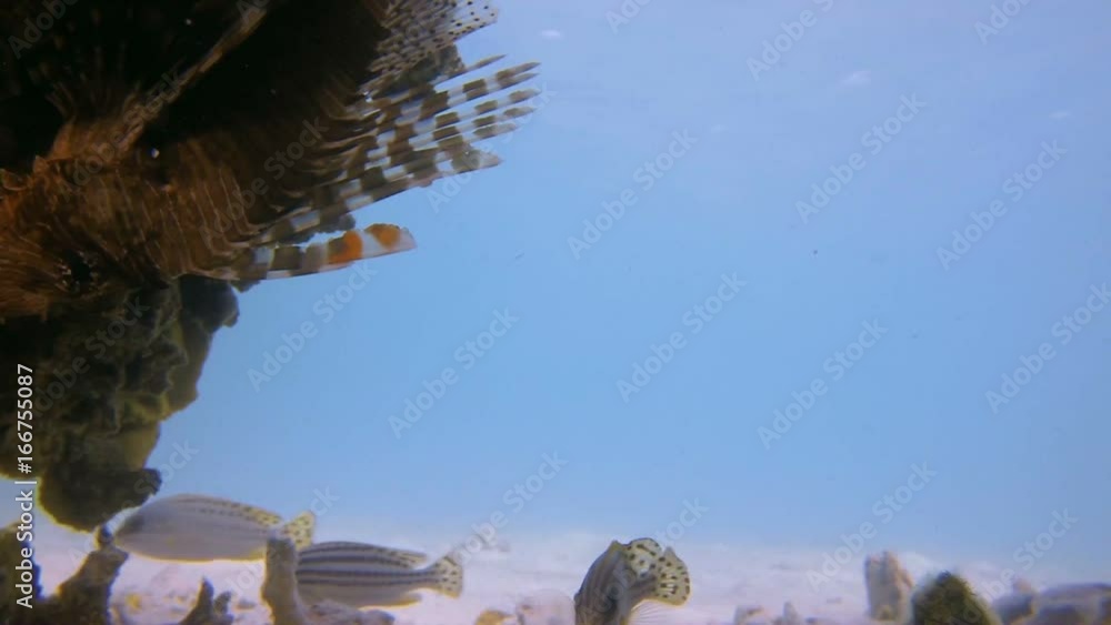 Sweetlips Fish and Lionfish. Picture of school sweetlips ...