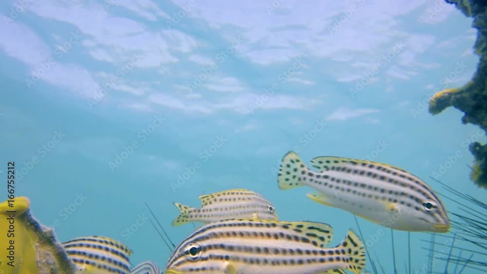Underwater Sweetlips. Picture of school sweetlips fish (Plectorhinchus ...