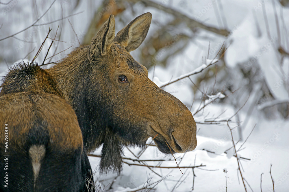 Moose In Deep Snow