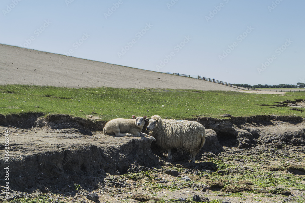 Poster een ooi met lam tussen de leemkliffen van de waddendijk bij de ...